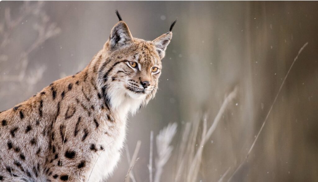 Ils veulent réintroduire le lynx en France, ignorant les réalités ...